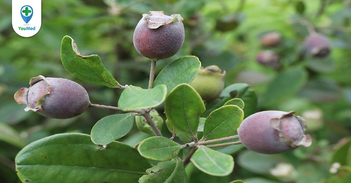 Quả sim và những công dụng đối với sức khỏe - YouMed