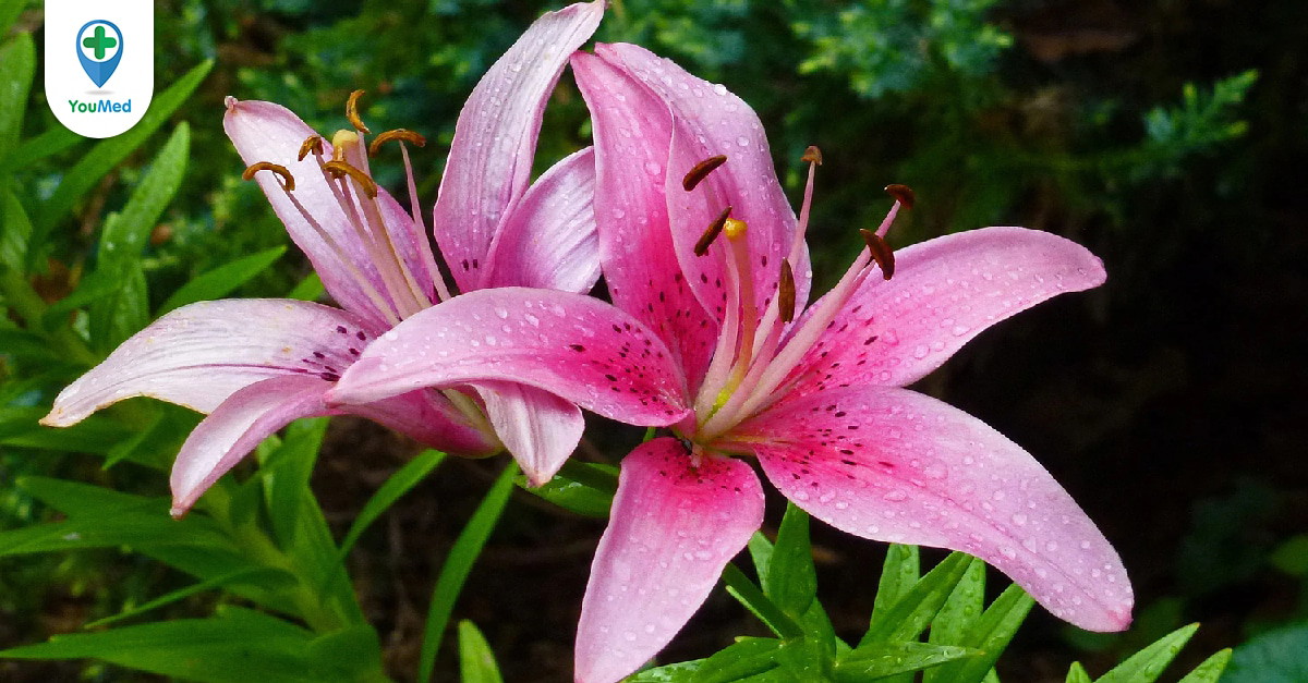 Tinh dầu hoa ly và những bí ẩn đằng sau nó - YouMed