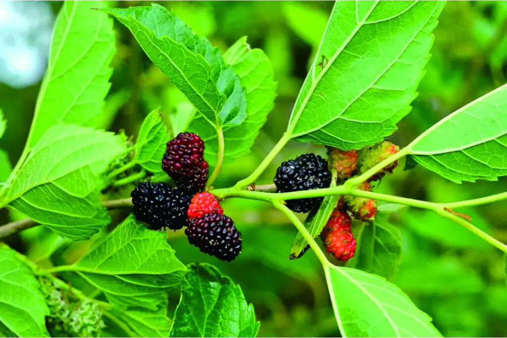 Người bị sởi tắm lá gì để hỗ trợ điều trị bệnh?